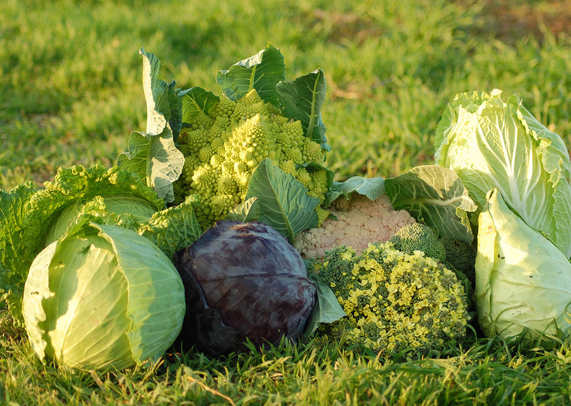 Lechuga ecologica. / Hermisenda Huerta Natural y Huerta Lunera - El ...